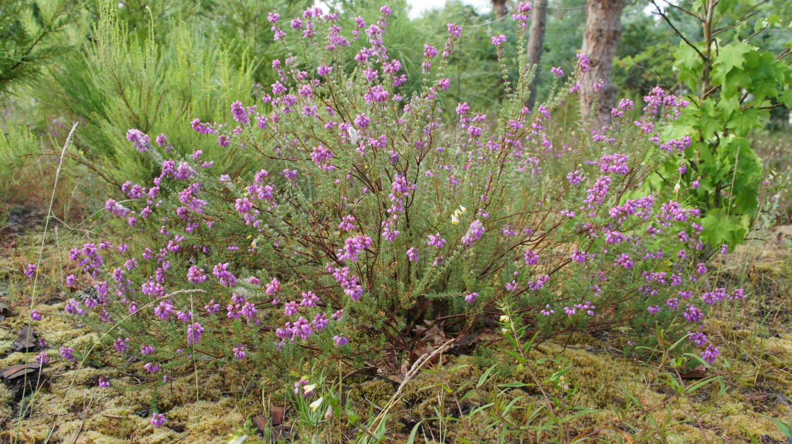 Pass and information about Euronat, naturist resort in France