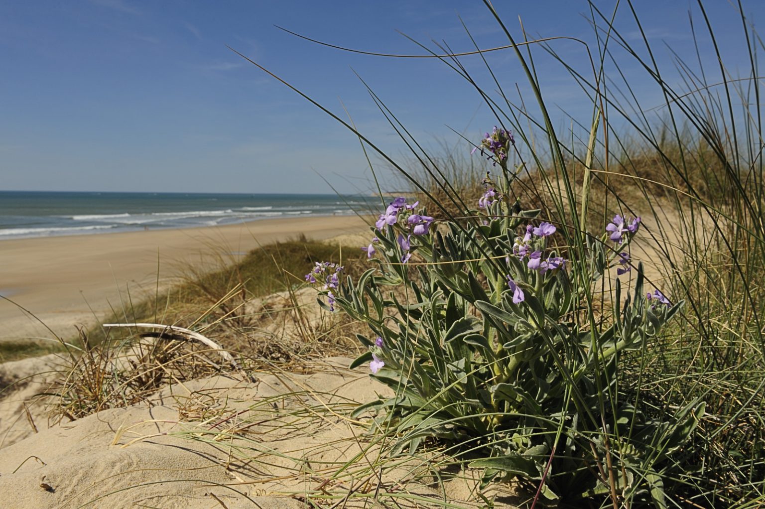 Pass and information about Euronat, naturist resort in France